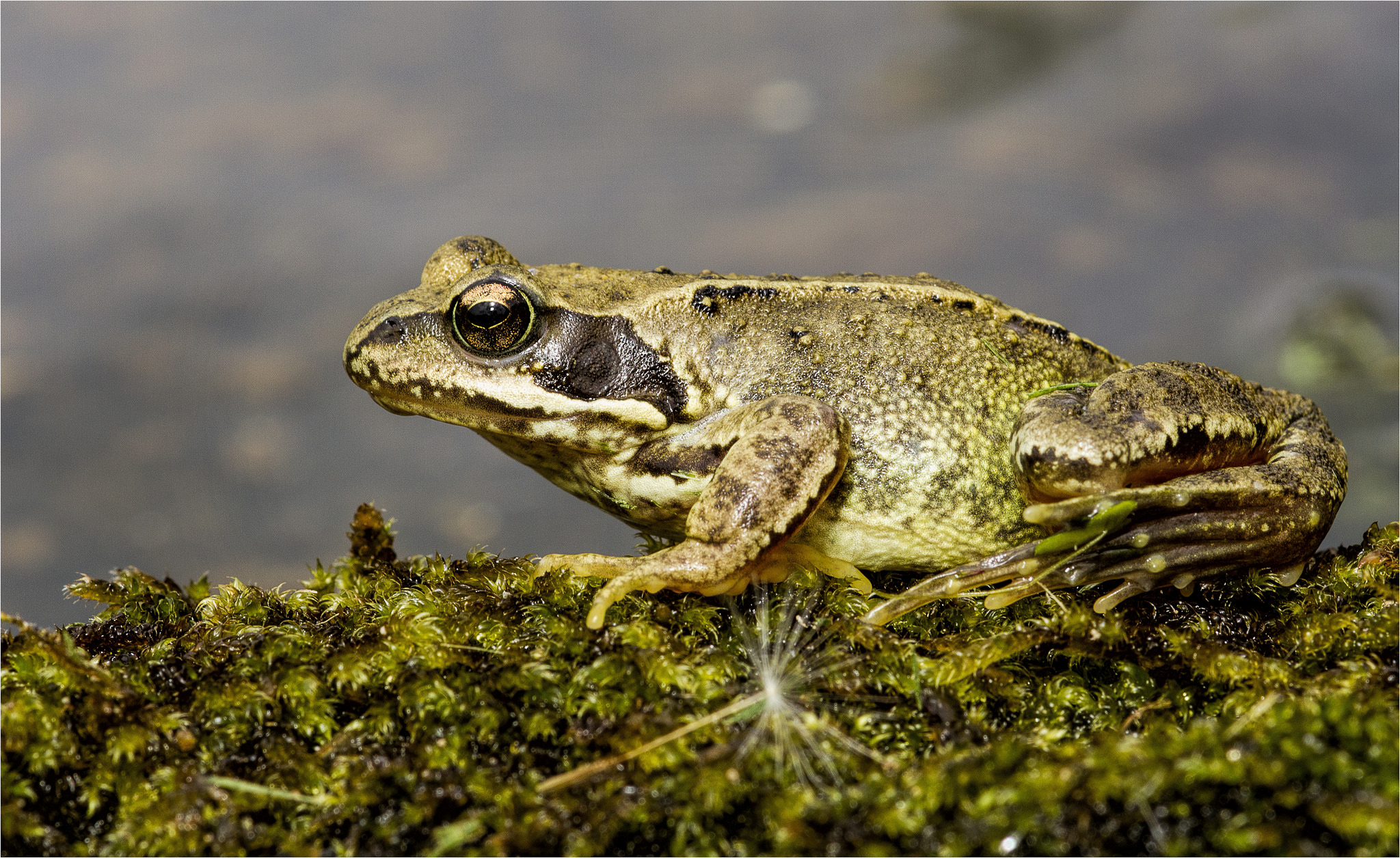 Common Frog – BioCapture