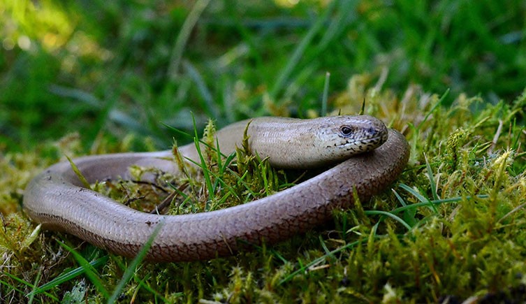 Slow Worm – BioCapture