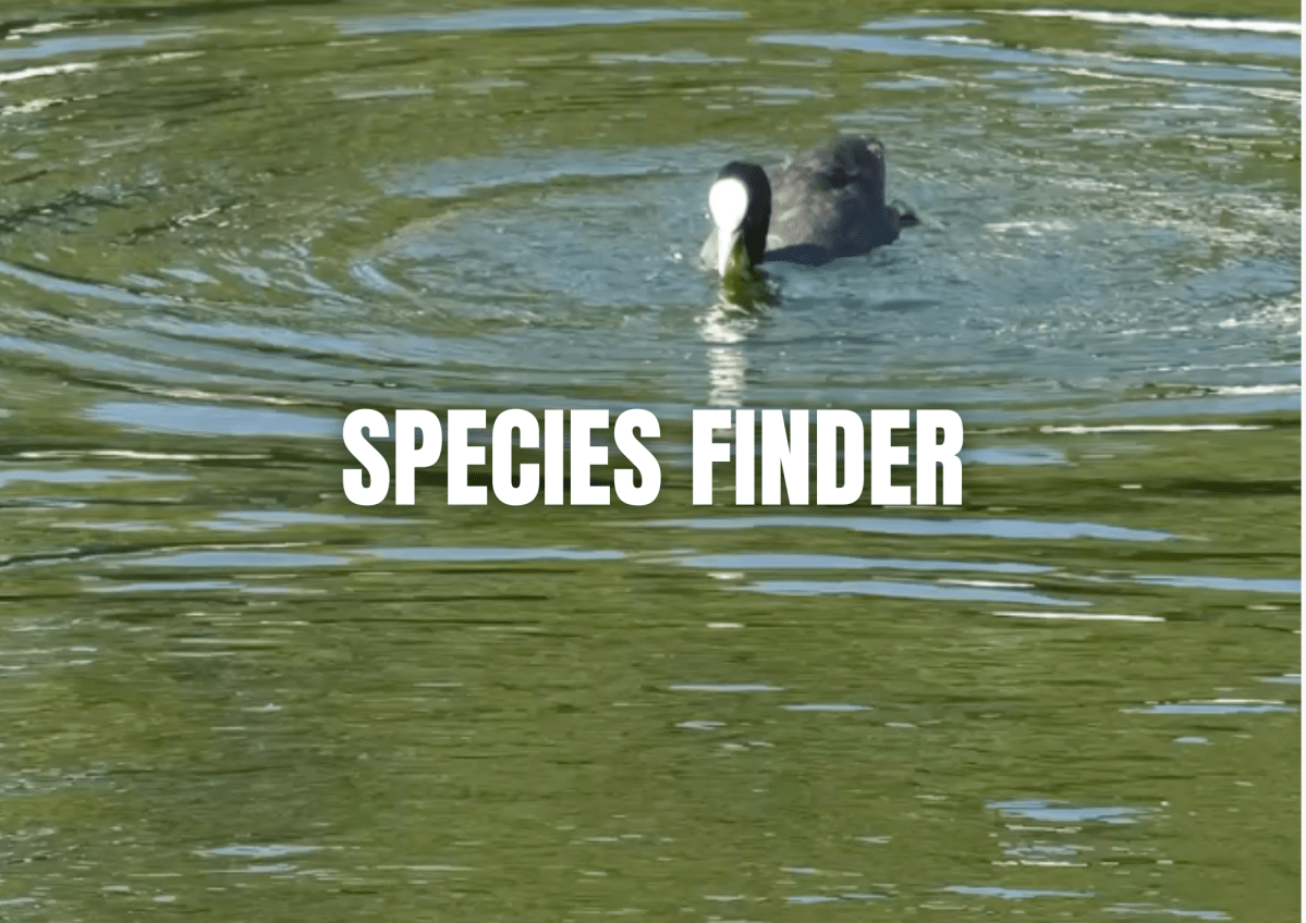 Your Guide To Local Species – BioCapture